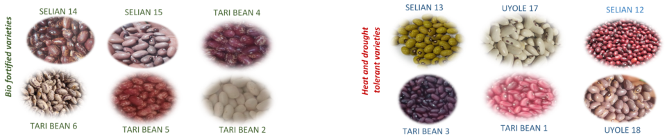 Making the Bean Corridor work: Lessons from Tanzania | PABRA