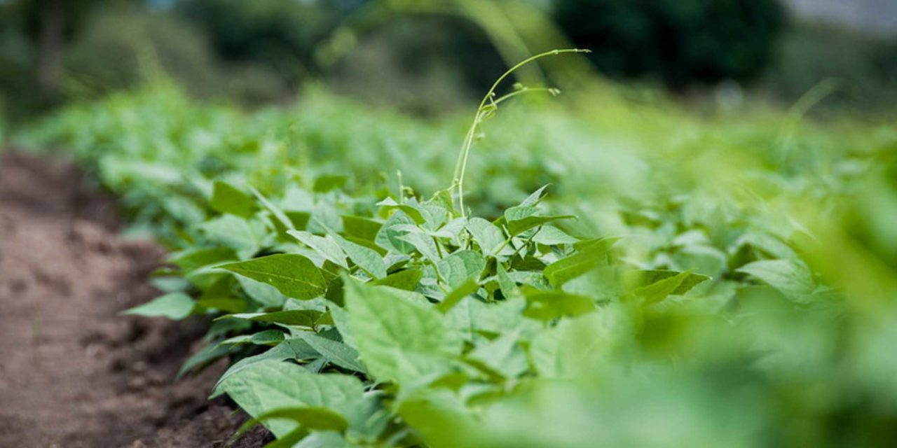 Celebrating 25 years of beans for impact and nutrition in Africa | PABRA