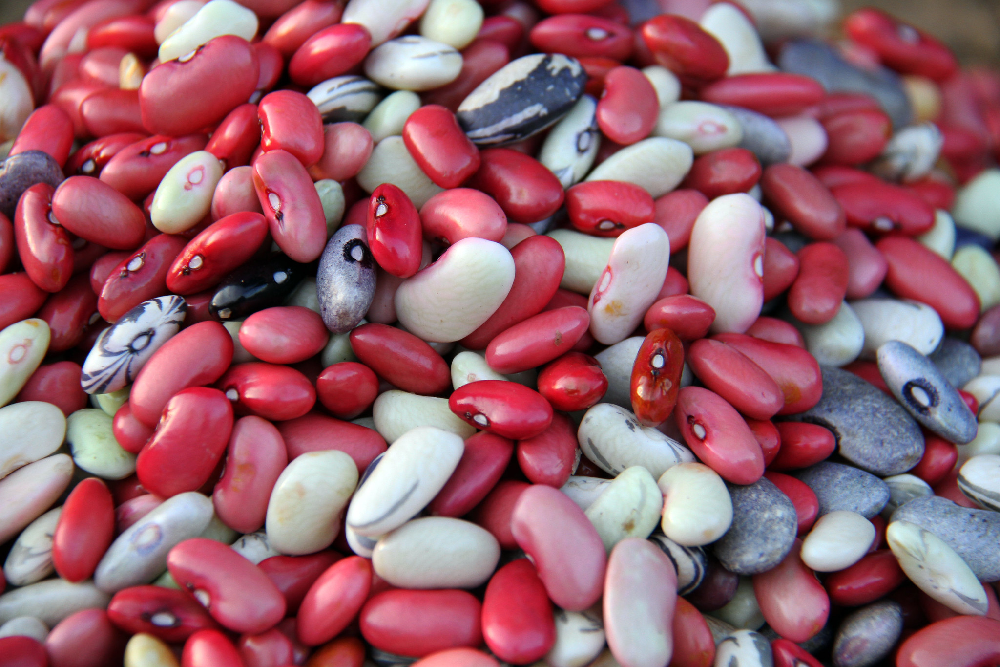 PABRA | The Pan-Africa Bean Research Alliance