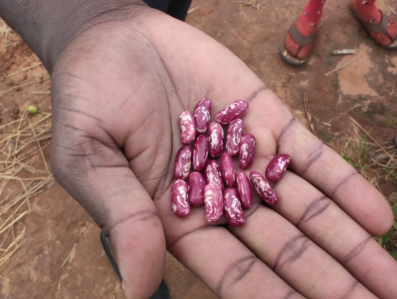 Seed multipliers cashing in on NUA 45 bean variety | PABRA