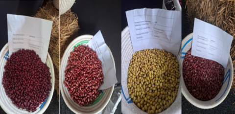 Govt, stakeholders and PABRA join forces to transform bean value chains ...